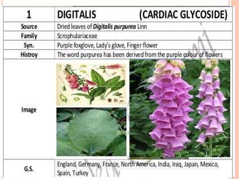 Intro And Cardiac Glycosides By Pooja Ppt
