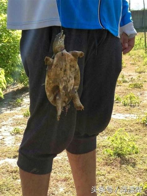 釣到一條甲魚額外大大的福利 每日頭條