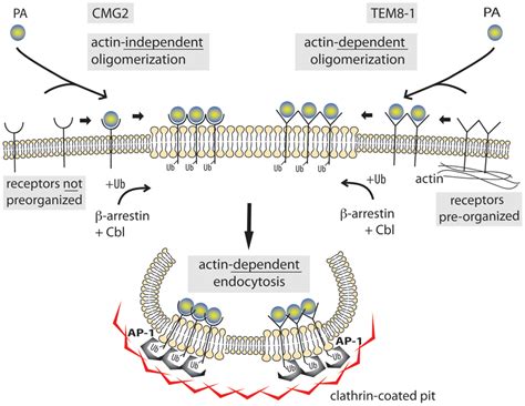 Schematic Representation Of The Endocytosis Of The Anthrax
