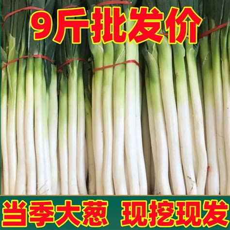 当季现挖大葱9斤新鲜山东甜脆铁杆大葱章丘大葱特产蔬菜5斤香葱头虎窝淘