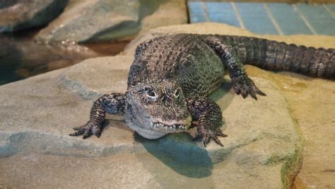 ヨウスコウワニ のんほいパーク盛り上げ隊