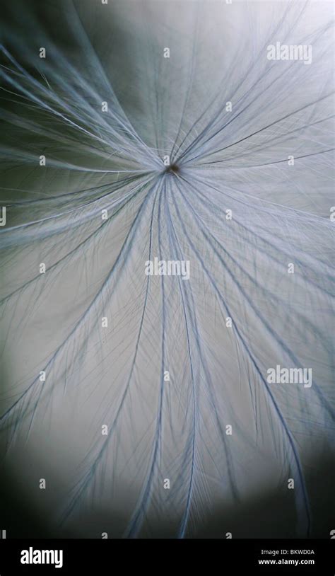 Seed Float Hi Res Stock Photography And Images Alamy