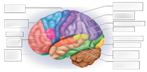 Cerebrum Functional Areas Diagram Quizlet