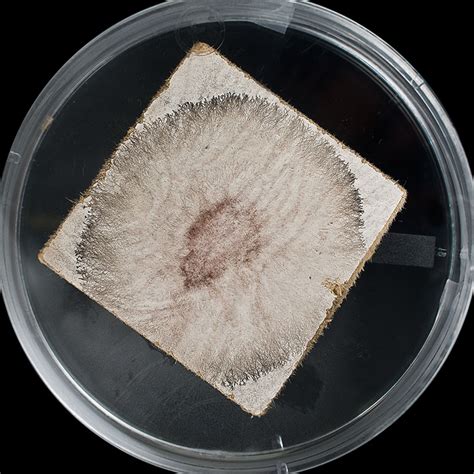 Aureobasidium Pullulans Institut National De Santé Publique Du Québec