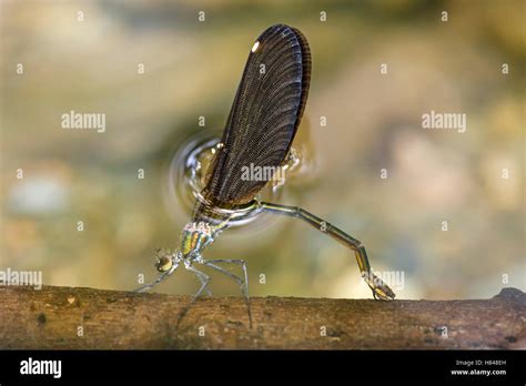 Beautiful Demoiselle Calopteryx Virgo Female Laying Eggs Underwater