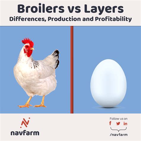 Broilers Vs Layers Differences Production And Profitability