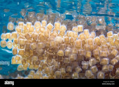 A Mass Of Thimble Sea Jellyfish Linuche Unguiculata The Larvae Of