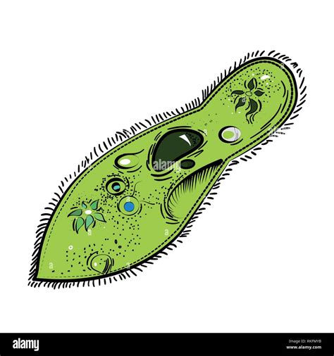 Paramecium Ciliate Protozoa Stock Vector Images Alamy