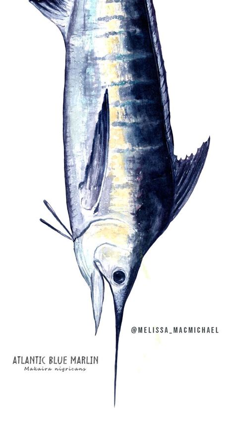 Atlantic Blue Marlin Watercolor Art