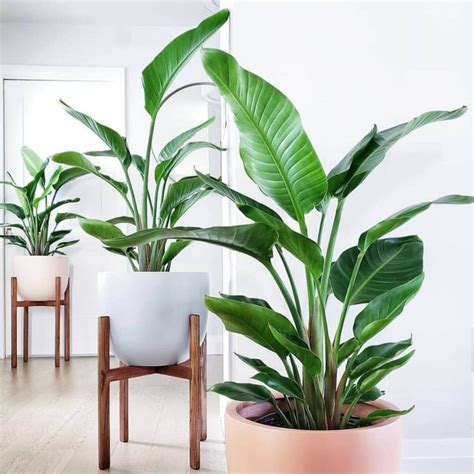 Strelicja Królewska Rajski Ptak ️roslinydomowepl