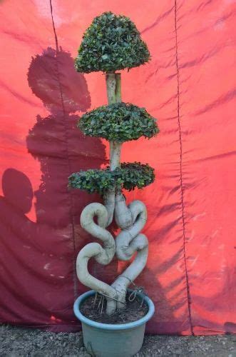 Wholesale Trader Of Microcarpa Plants And Bonsai Plants By New Leaf