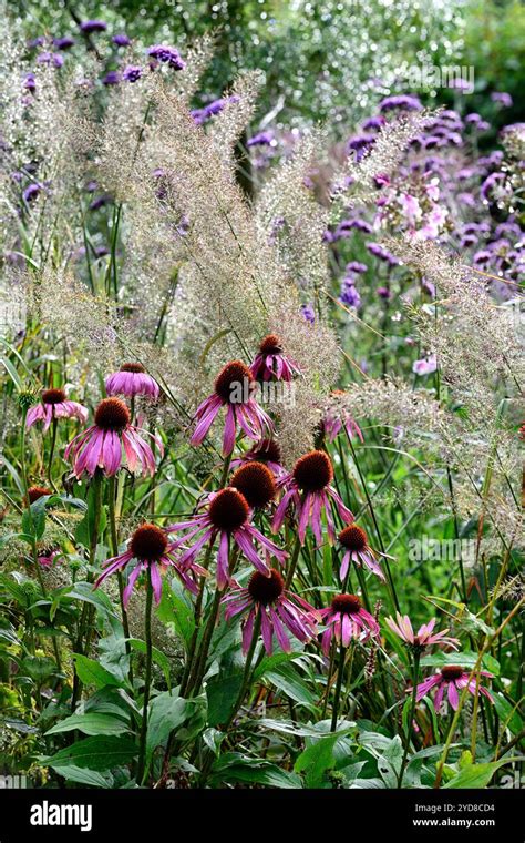 Echinacea Purpureacalamagrostis Brachytrichasilver Inflorescence