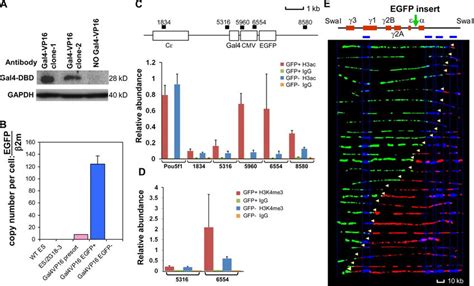 Increased Levels Of Egfp Transcription Or H3ac And H3k4me3 Did Not