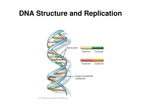 Ppt Understanding Dna Structure And Replication Key Discoveries And