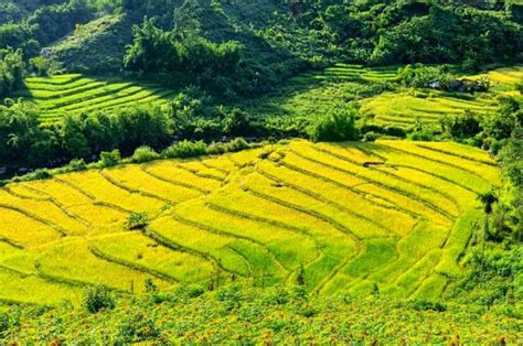 Những Khu Ruộng Bậc Thang ở Quảng Nam đẹp Như Tranh Vẽ