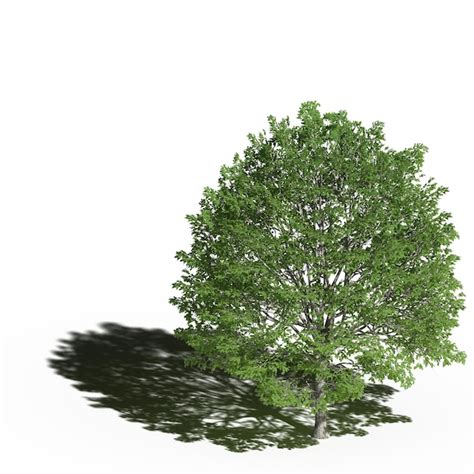 Premium Photo Large Tree With A Shadow Under It Isolated On White Background 3d Illustration