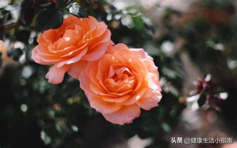 養花指南月季不開花怎麼辦試試這幾招零基礎也能養好月季花 每日頭條