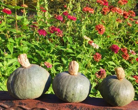 Organic Shokichi Shiro Squash
