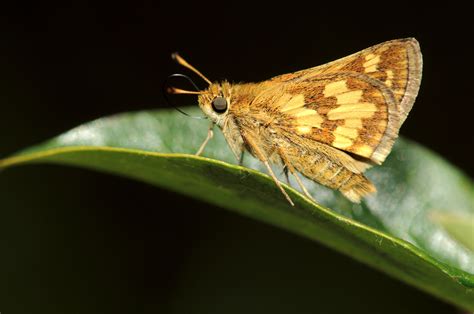 Moth Reproduction Insecta Inspecta Com