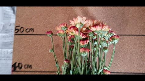 소국 생화 인터넷꽃도매시장 생화택배 생화도매 인터넷꽃시장 인터넷꽃도매 장미대량구매 꽃 꽃다발 꽃도매 꽃시장 부산꽃시장 김해꽃시장 꽃쇼핑몰 김해꽃 부산꽃 꽃싸게사는법