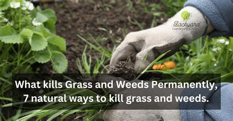When Does Grass Stop Growing 3 Major Temperature Ranges Can Help You