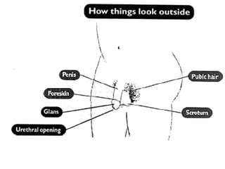 Human Reproduction Sex Organs PPT