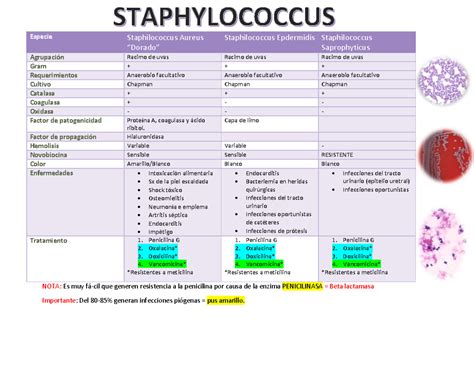 Estafilococos And Estreptococos Warning Tt Undefined Function 32 Warning Tt Undefined
