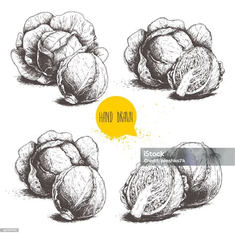 배 추의 손으로 그린 스케치 스타일 집합입니다 으로 양배추 잎 양배추 머리 양배추의 절반 건강한 식생활에 대한 스톡 벡터 아트 및 기타 이미지 Istock