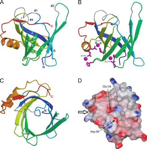 Three Dimensional Structure Of Human Tlc A Ribbon Diagram Side View Download Scientific