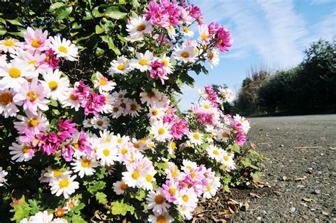 足下に咲く菊から元気を貰おう 武蔵の国から