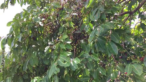 Green And Ripe Fruits Of Syzygium Cumini On Tree Commonly Known As