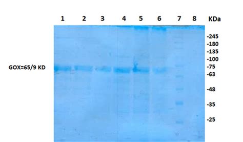 Extraction Of Ppic9 Go And Pgapzαa Go Plasmid Structures Lines 1