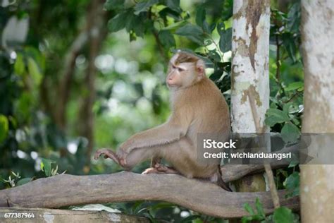 Monyet Duduk Di Cabang Pohon Foto Stok Unduh Gambar Sekarang Alam