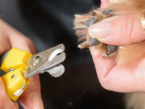 Grooming Cocker Spaniels How To Groom A Cocker Spaniel Cocker