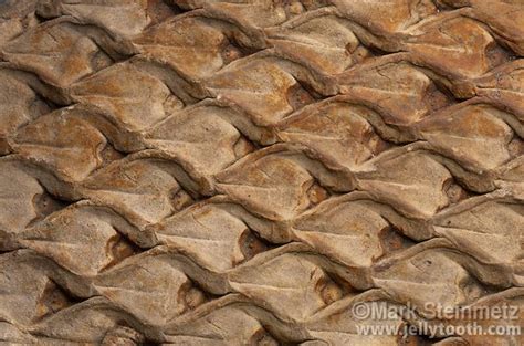 Close Up Of Diamond Shaped Leaf Scars Of Fossil Lepidodendron Bark