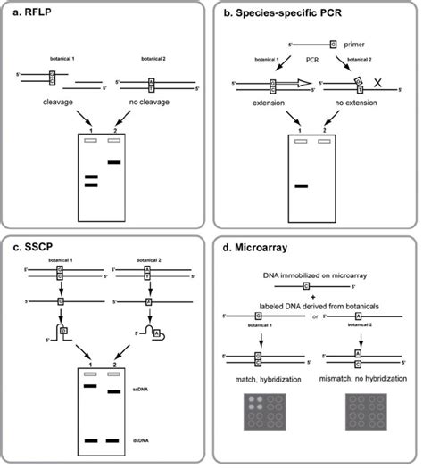 molecular approaches for detecting dna polymorphisms a restriction
