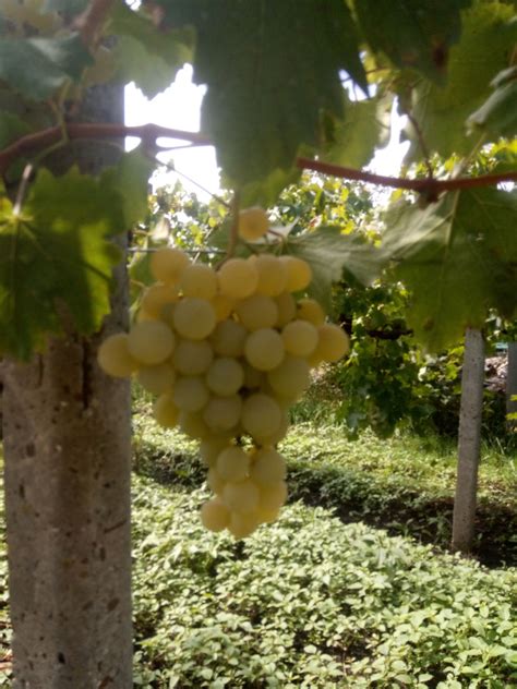 Продам виноград.
