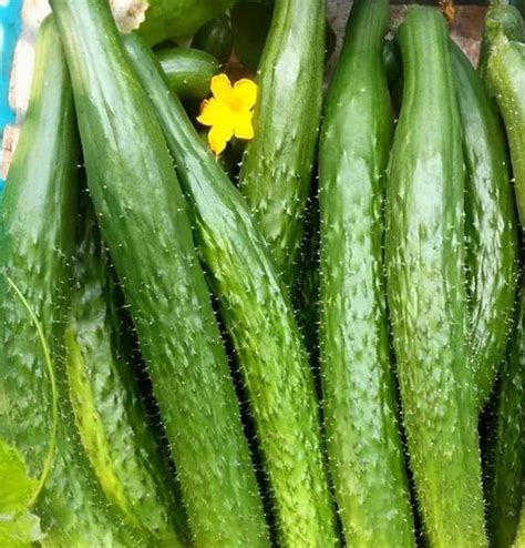 超市黄瓜暗藏激素？菜农教你4招挑好瓜，个个天然又香脆