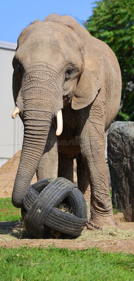 African Elephants Are Elephants Of The Genus Loxodonta Stock Image