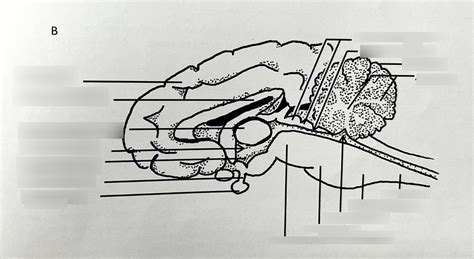 Sheep Midsagittal Diagram Quizlet Sheep Midsagittal Diagram Quizlet