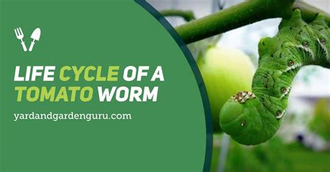 Life Cycle Of A Tomato Worm