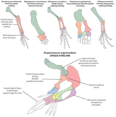 Forelimb Anatomy IMAGE EurekAlert Science News Releases
