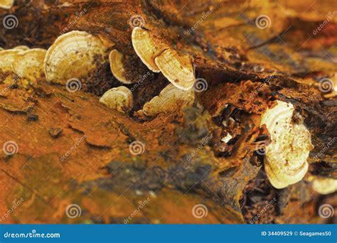 Ganoderma Lucidum Ling Zhi Mushroom Stock Image Image Of Wood Nutrition 34409529