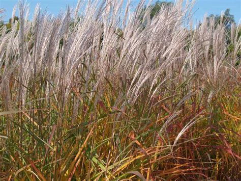 Miscanthus Flame Grass Knechts Nurseries And Landscaping