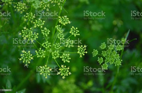 고수 씨앗 나무 배경에 신선한 녹색 실란트로 잎 부엌 테이블에 국자 및 실란트로 녹색 잎에 고수 씨앗 고기 건강한 차를위한 건조 고수 실란트로 향신료 건조한에 대한 스톡