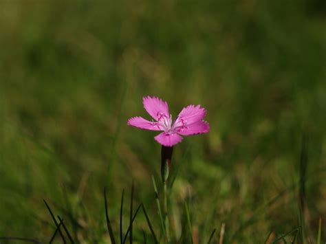 Dianthus Deltoides L