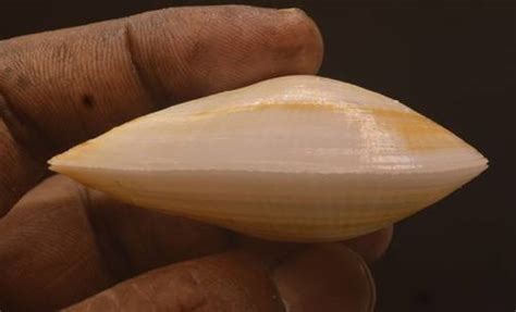 Crenocrassatella Rostrata 3725801