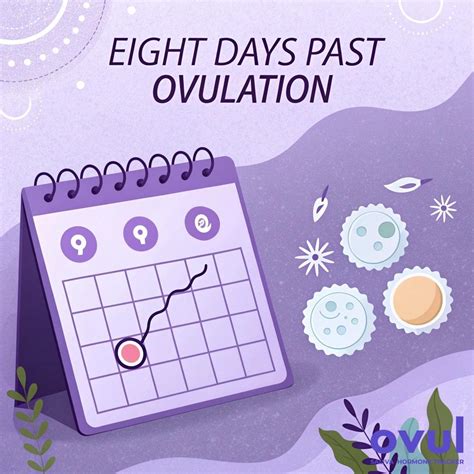 8 Dpo What Really Happens Eight Days Post Ovulation Ovul