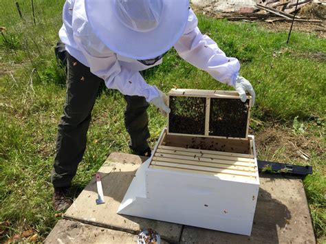 Getting Bees Part 2 Installation • Longbourn Farm