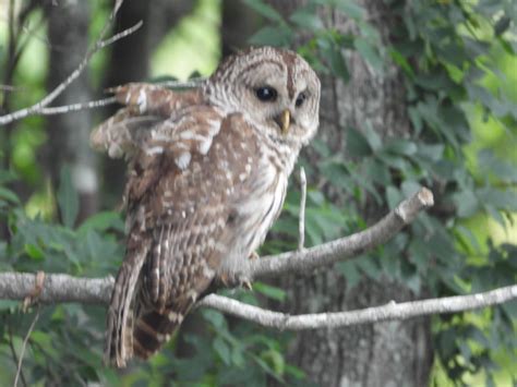 Outer Barred Owl 🦉 Facebook